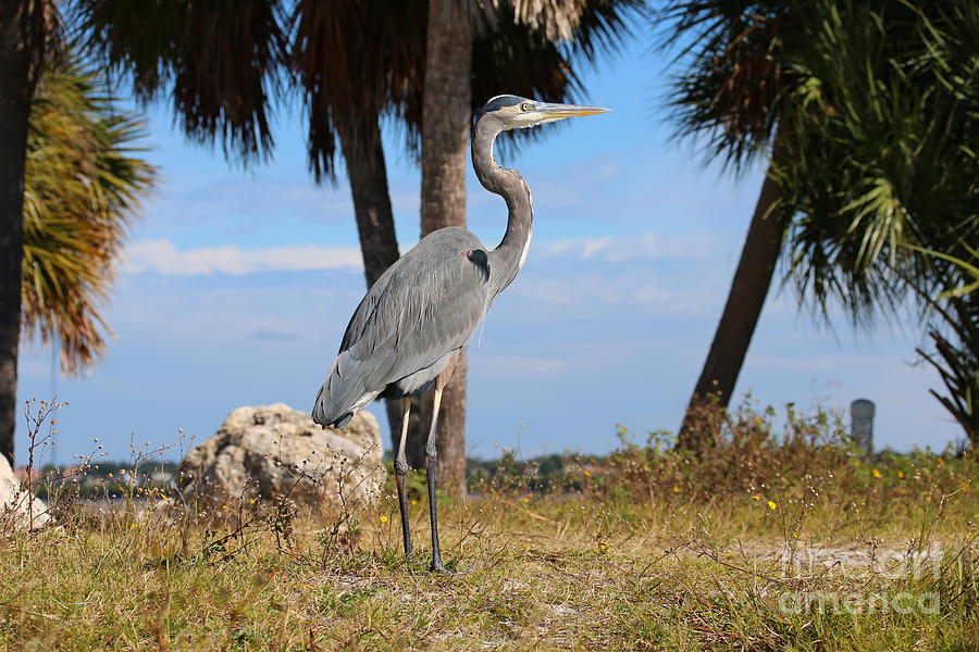 Florida Heron #2 Photograph by Michael Paskvan - Pixels