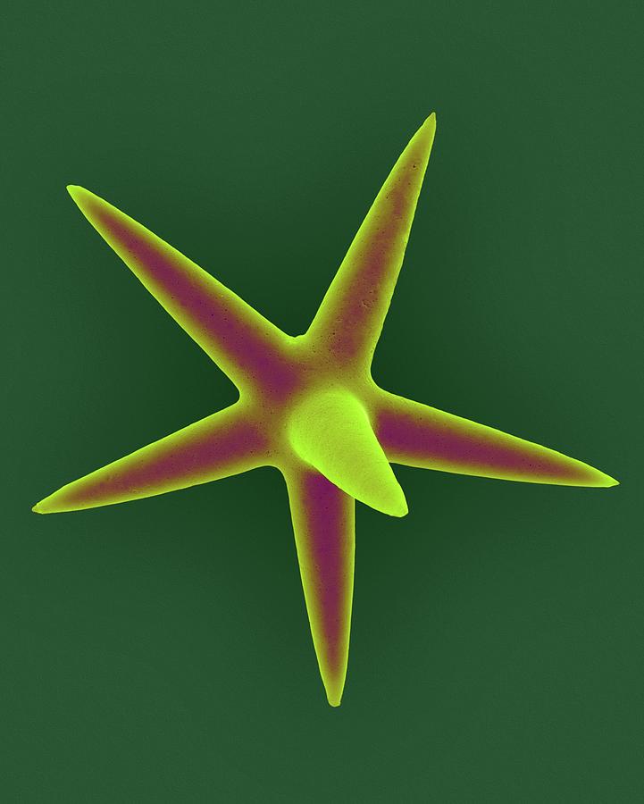 Fossilised Sponge Spicule #2 Photograph by Science Photo Library - Pixels