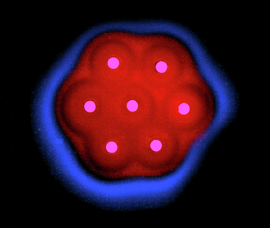 Genetically Engineered Bacteria Photograph by Ron Weiss/science Photo ...