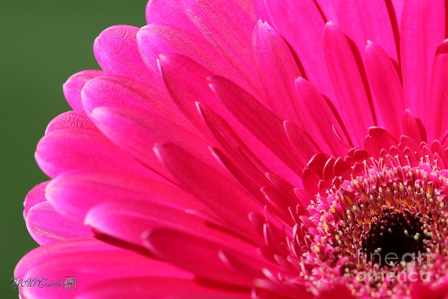 Raspberry Daisy Wallpapers