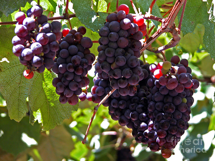 Grape Vines Photograph by Tim Holt - Fine Art America