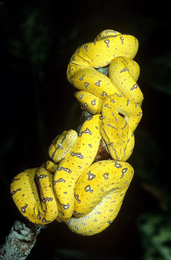 Green Tree Python Photograph by Karl H. Switak - Fine Art America