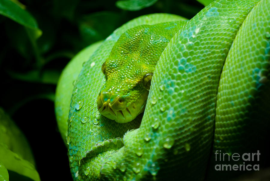 Green Tree Python Photograph by Sarka Olehlova