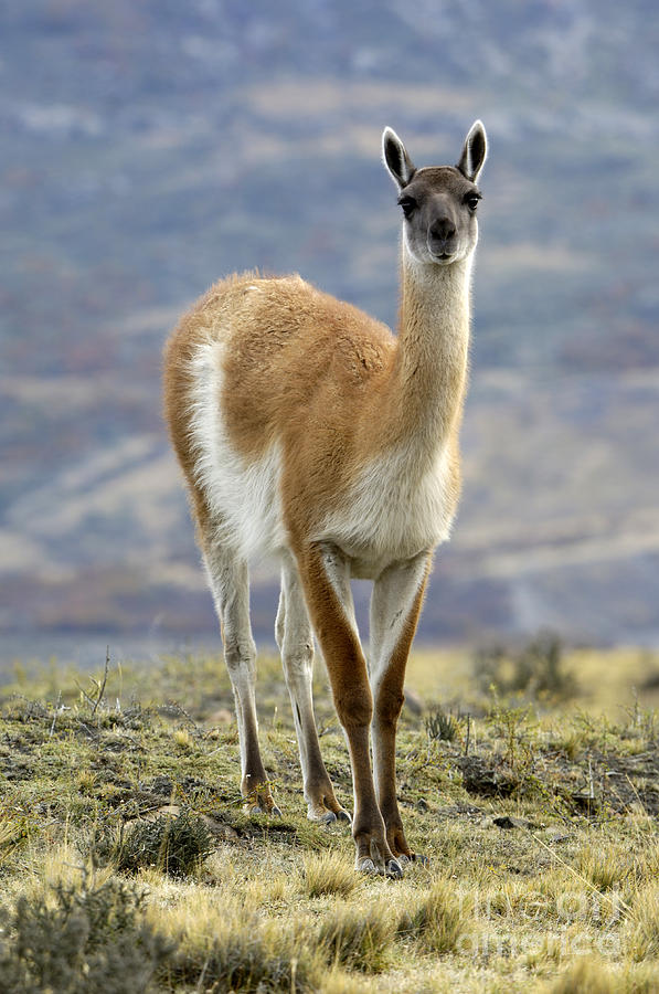 Guanaco Photograph by John Shaw - Fine Art America