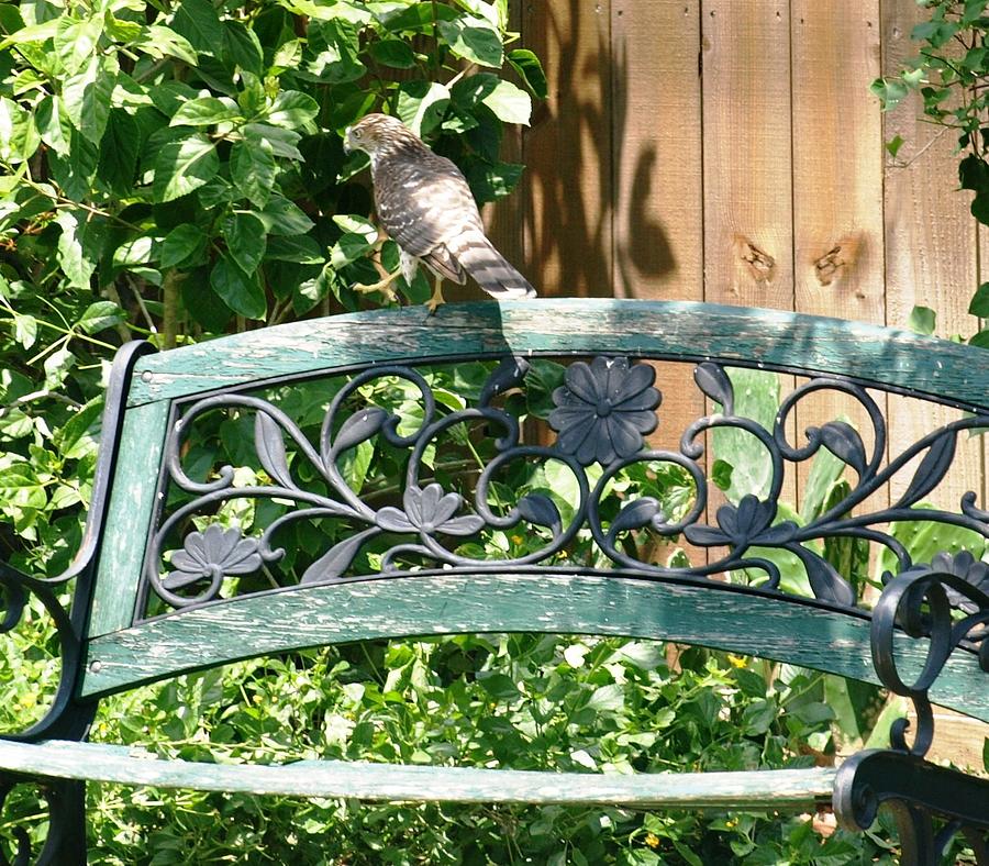 Hawk Photograph by Roger Bick | Fine Art America