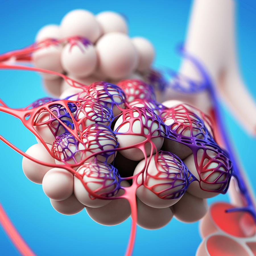 Human Alveoli Photograph by Sebastian Kaulitzki/science Photo Library ...