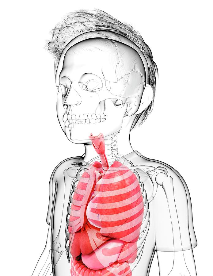 Human Anatomy #2 by Science Photo Library
