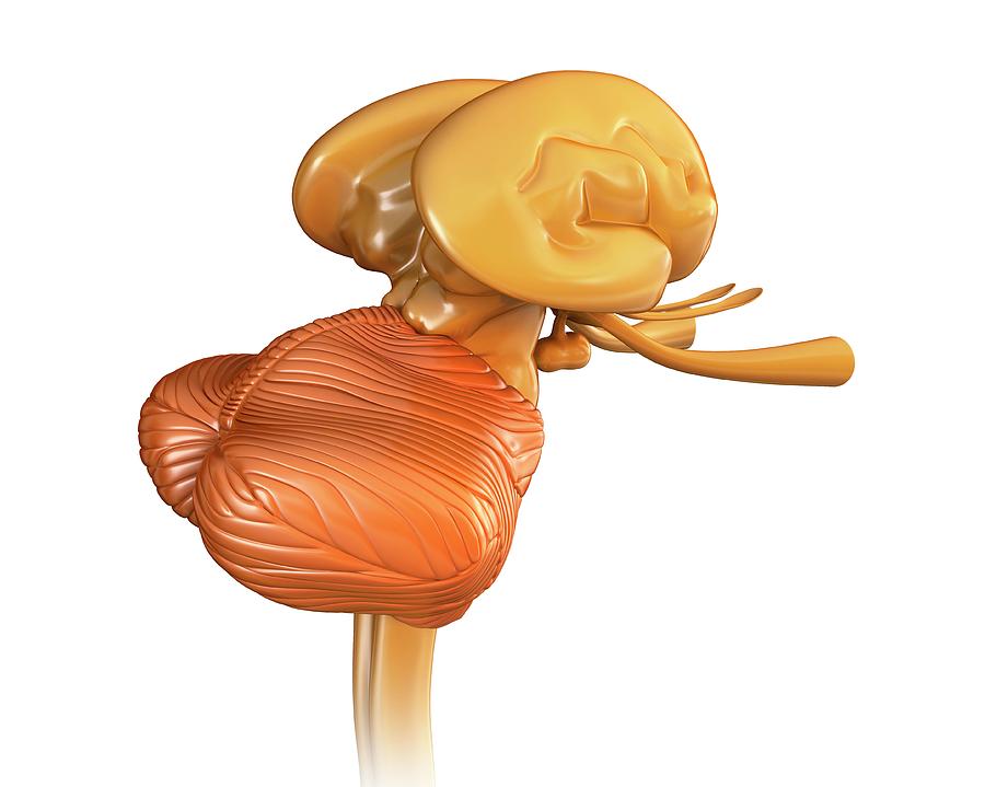 Human Brain Structures #2 by Science Photo Library
