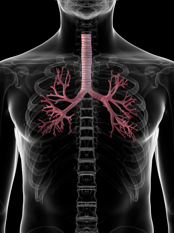 Human Bronchi Photograph by Sciepro - Pixels