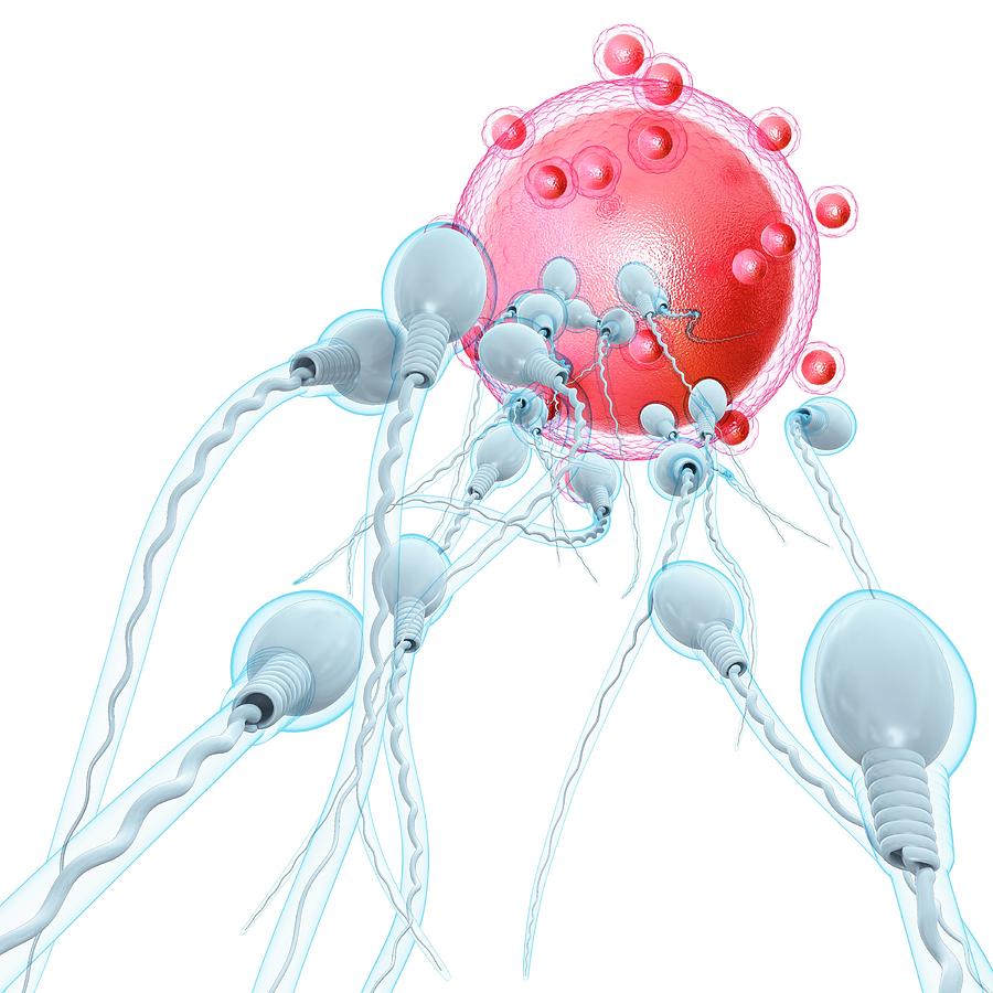 Human Conception #2 Photograph by Science Photo Library - Pixels