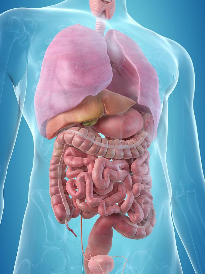 Human Digestive System #2 by Science Photo Library