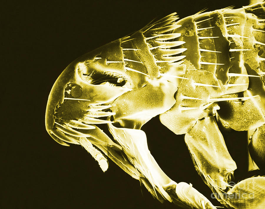 Human Flea, Sem Photograph by David M. Phillips - Fine Art America