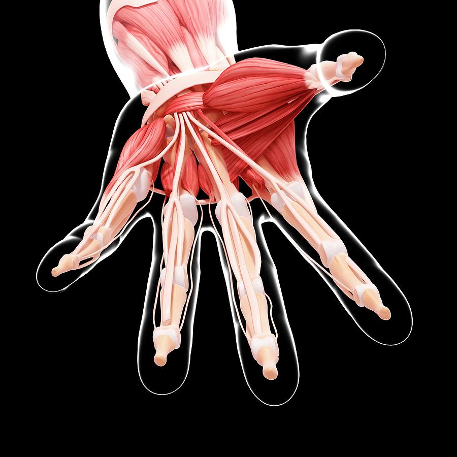 Human Hand Musculature #2 Photograph by Pixologicstudio / Science Photo ...