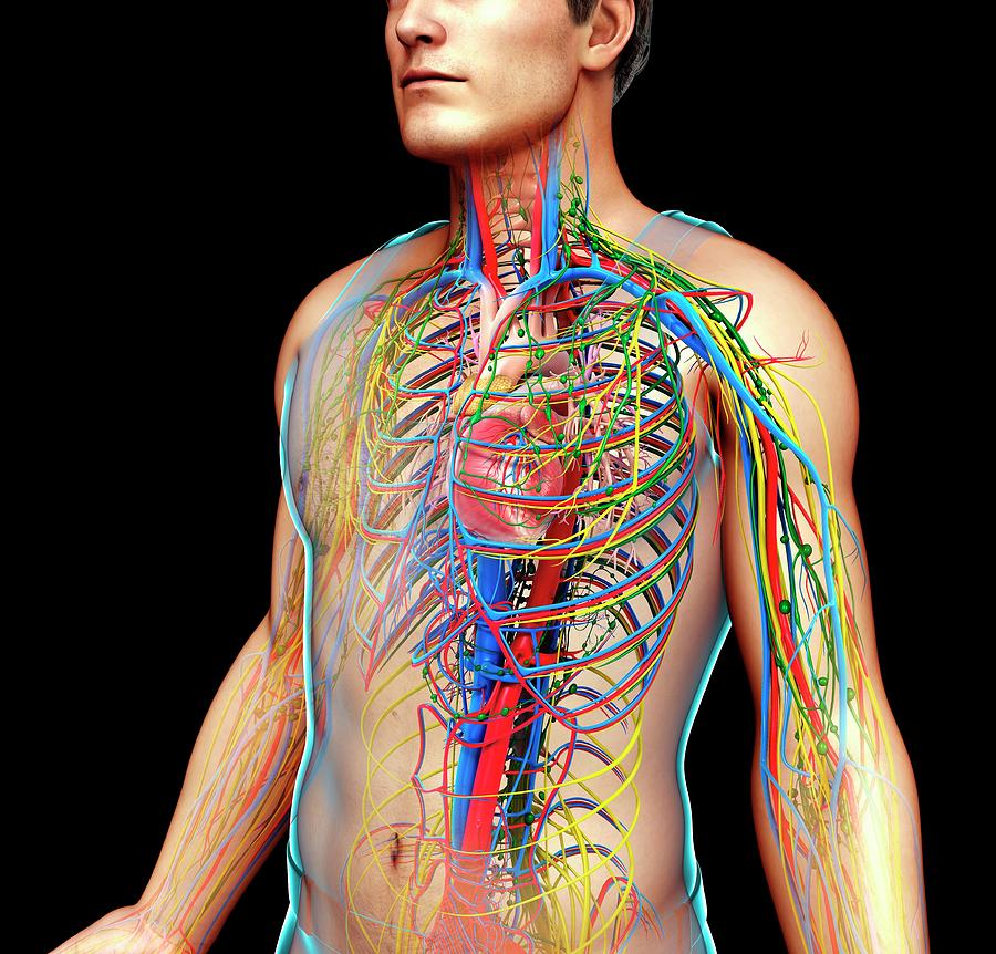 Human Internal Systems Photograph by Pixologicstudio/science Photo ...