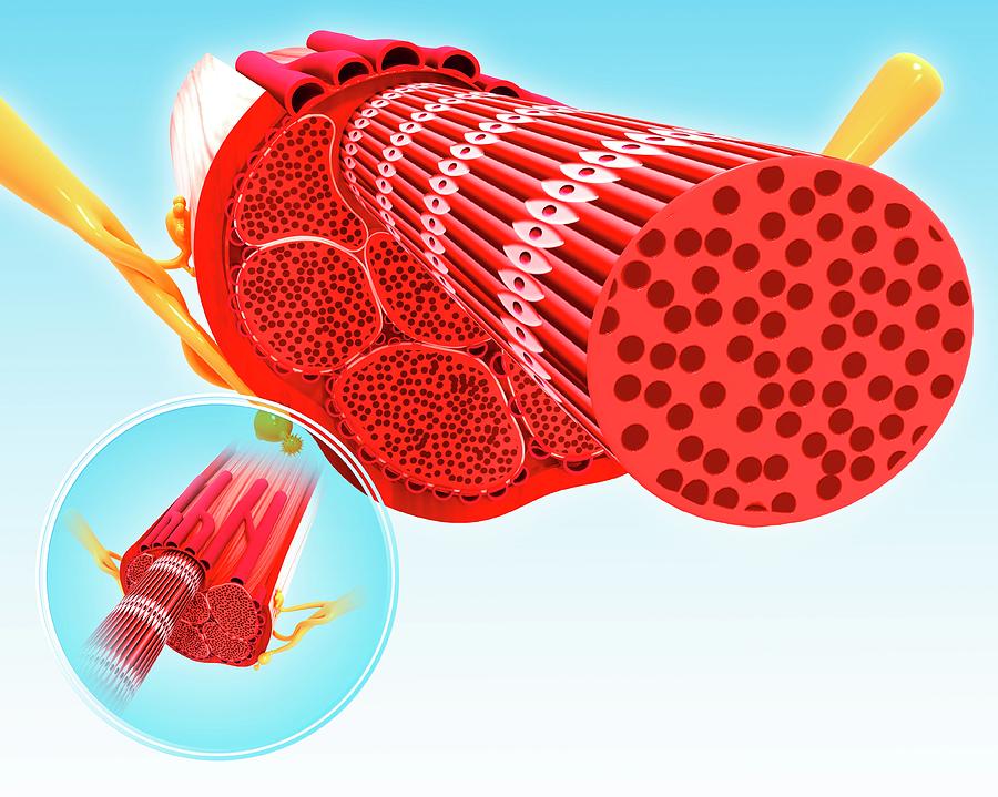 Human Muscular Structure Photograph by Pixologicstudio/science Photo ...