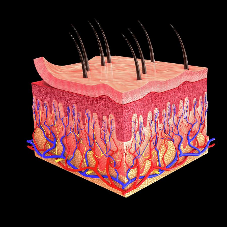 Human Skin #2 by Science Photo Library