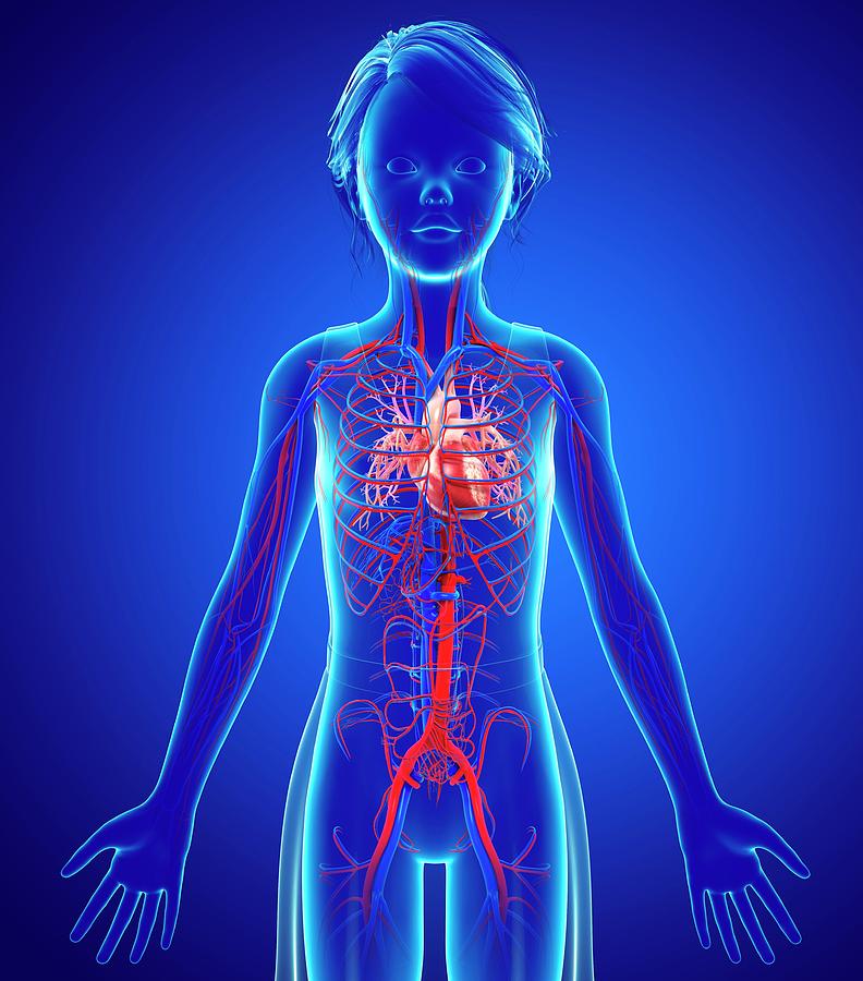 Human Vascular System #2 by Pixologicstudio / Science Photo Library