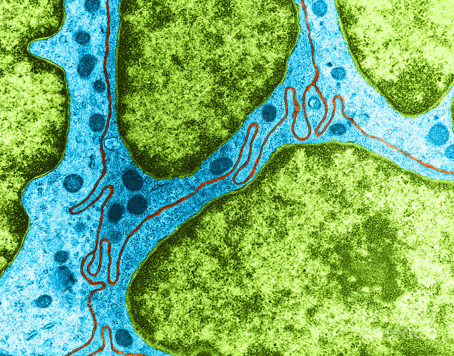 Interdigitating Membrane, Tem Photograph by David M. Phillips - Fine ...