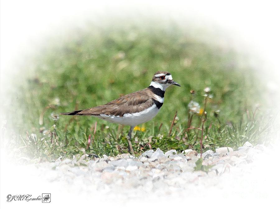 Killdeer Painting by J McCombie - Fine Art America