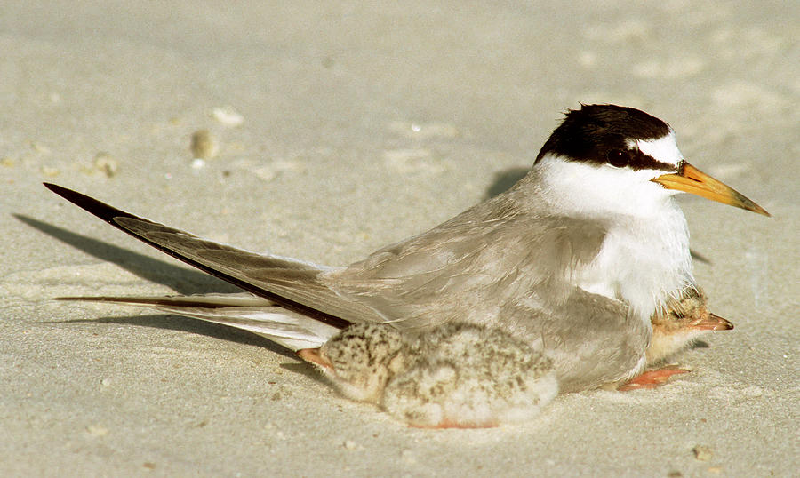 Least Terns Photograph by Millard H. Sharp - Fine Art America