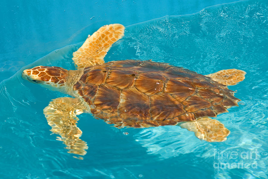 Loggerhead Sea Turtle Photograph by Millard H. Sharp - Fine Art America