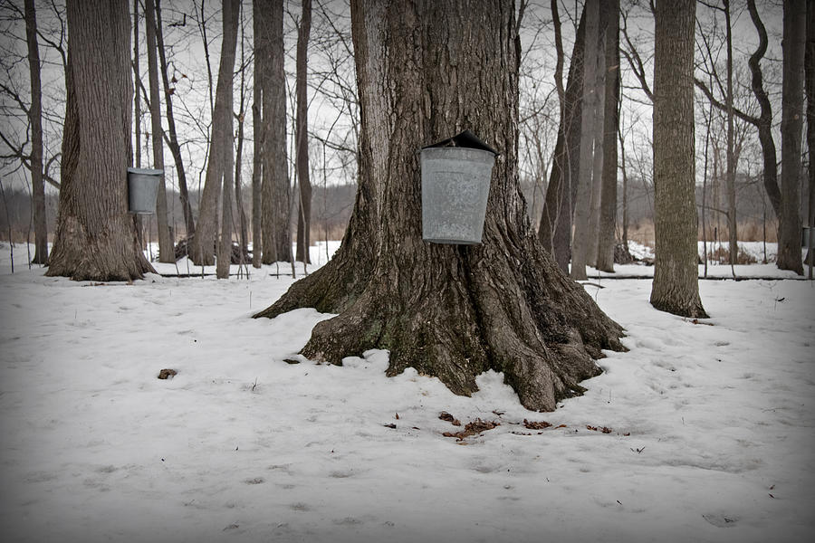 Maple Sugaring Photograph by Lone Palm Studio - Fine Art America