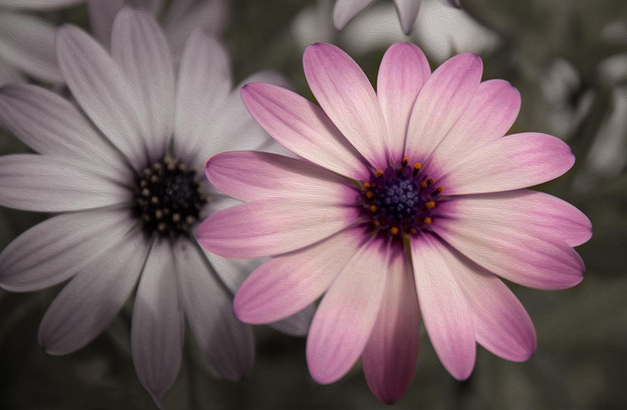 Marguerite Photograph by Robert Dingwall - Fine Art America