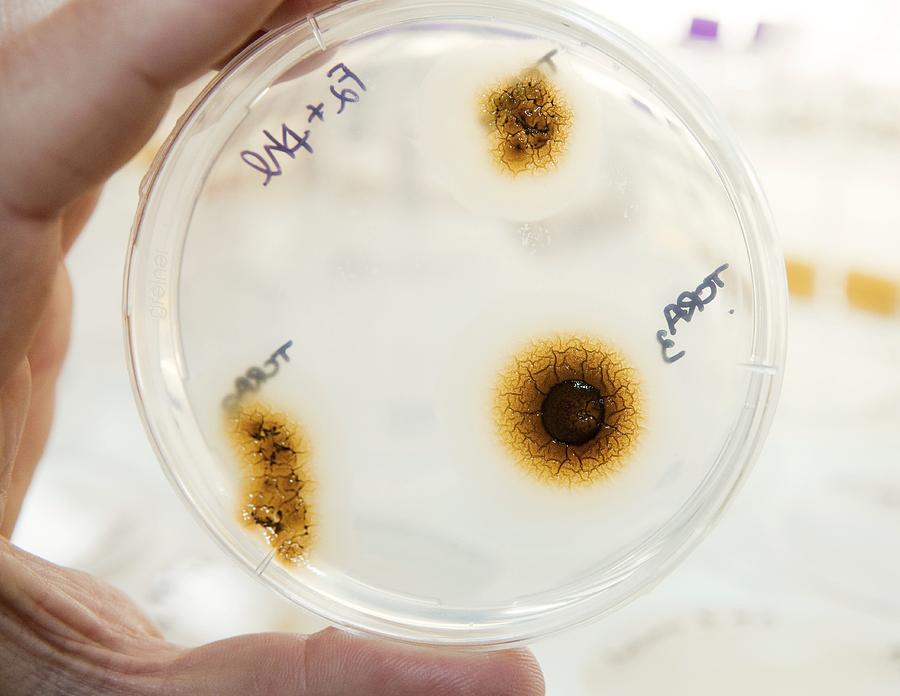 Microalgae research #2 by Science Photo Library