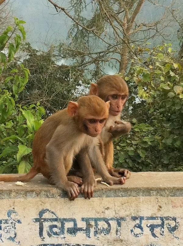 Monkey Bridge Photograph by Keith Wright - Fine Art America