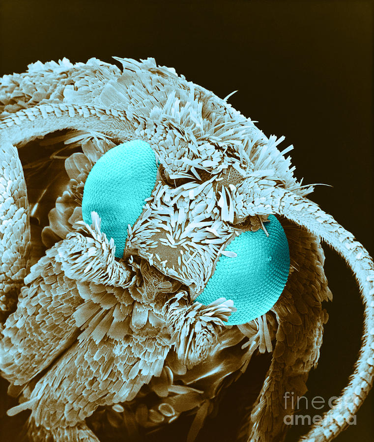 Moth, Sem Photograph by David M. Phillips - Fine Art America