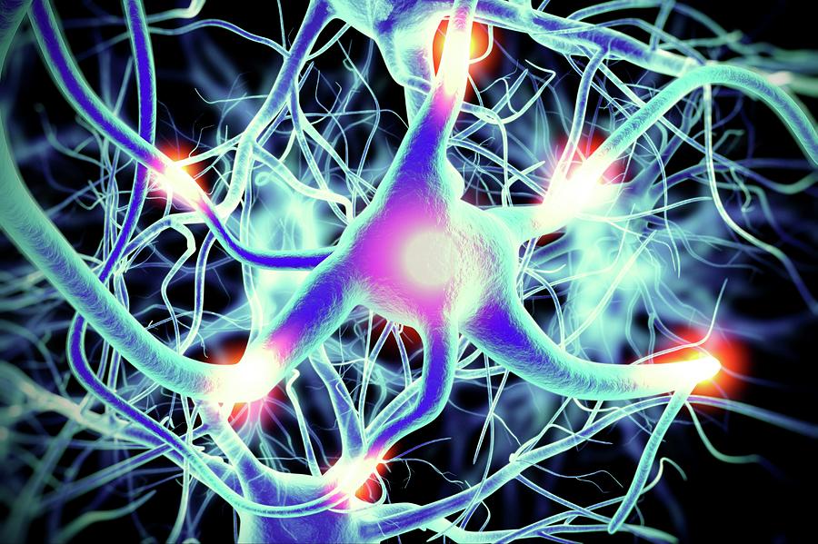 Nerve Cell #2 by Science Photo Library