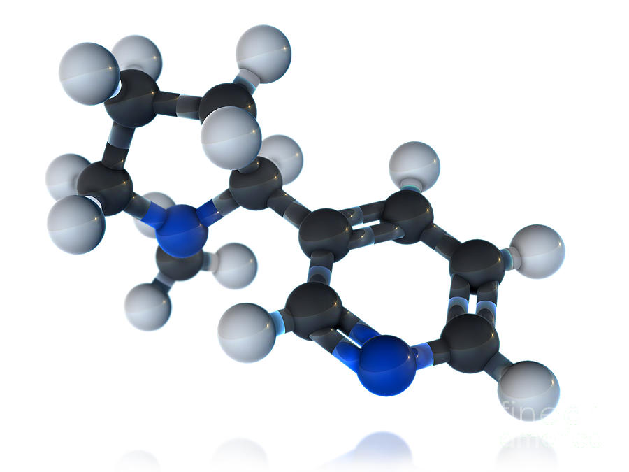 Nicotine Molecular Model Photograph by Evan Oto - Fine Art America