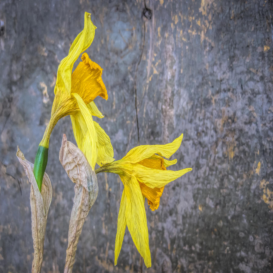 2 Old Daffodils Photograph by Stoney Stone - Fine Art America