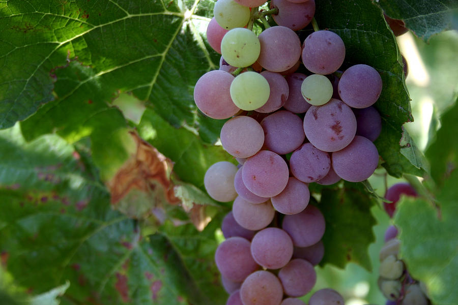 On the Vine Photograph by Wendy Raatz Photography - Fine Art America