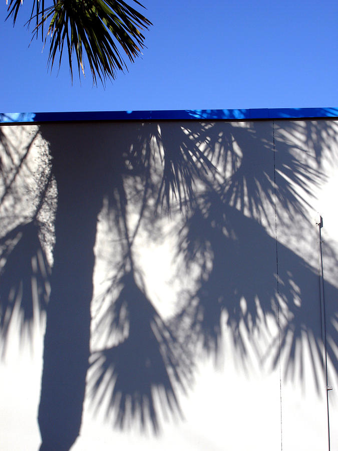 Palm Tree Shadow Photograph by Michel Mata - Fine Art America