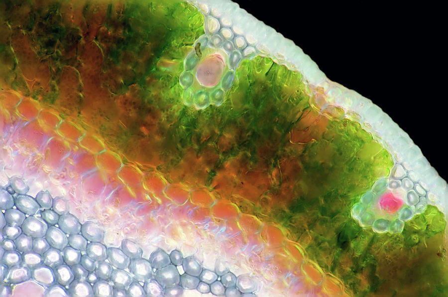 Pine Needle Photograph by Marek Mis - Fine Art America