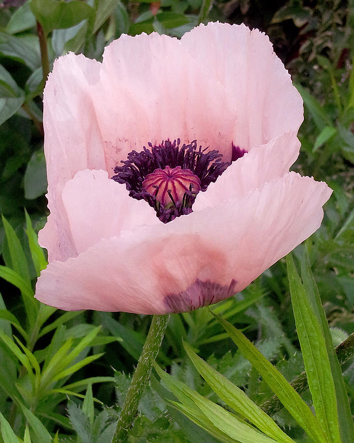 Pink Poppy Photograph by David Roman - Fine Art America