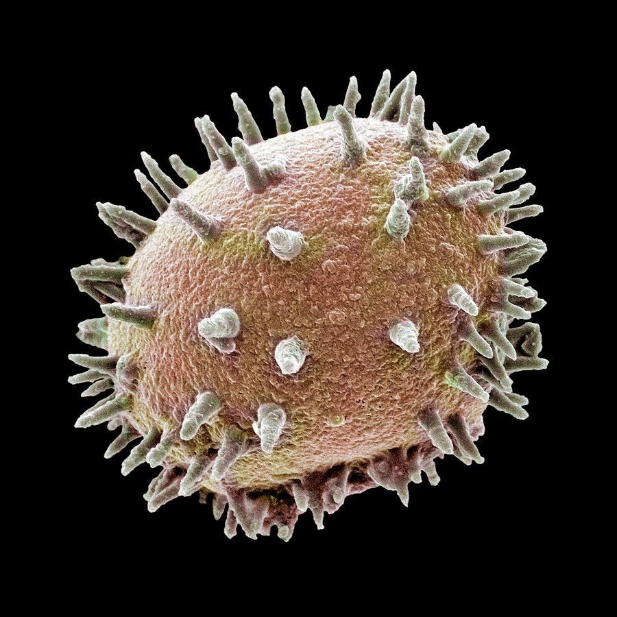 Pollen Grain Photograph by Natural History Museum, London - Fine Art ...