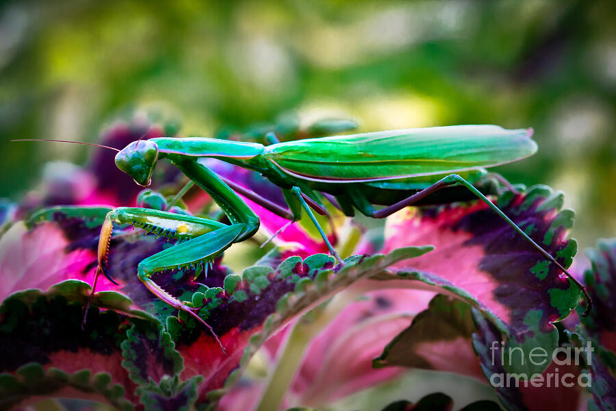 Praying Mantis Photograph by Robert Bales