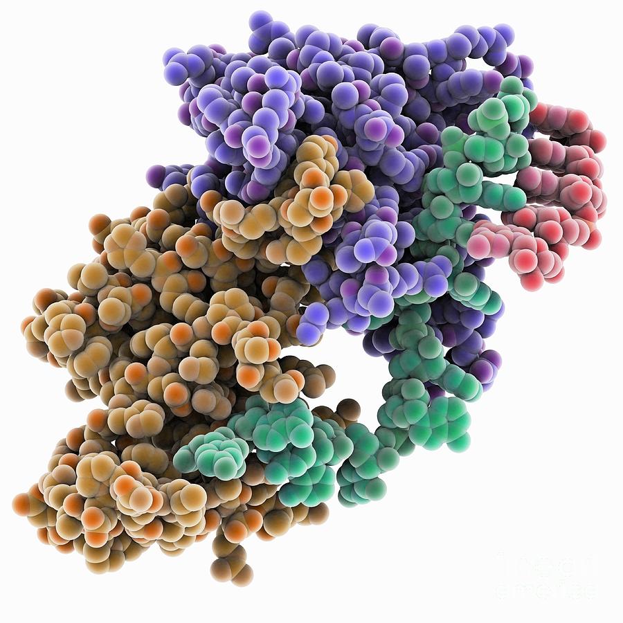 Protozoan Rna-binding Protein Complex Photograph by Laguna Design - Pixels Protozoan Rna-binding Protein Complex Photograph by Laguna Design - Pixels