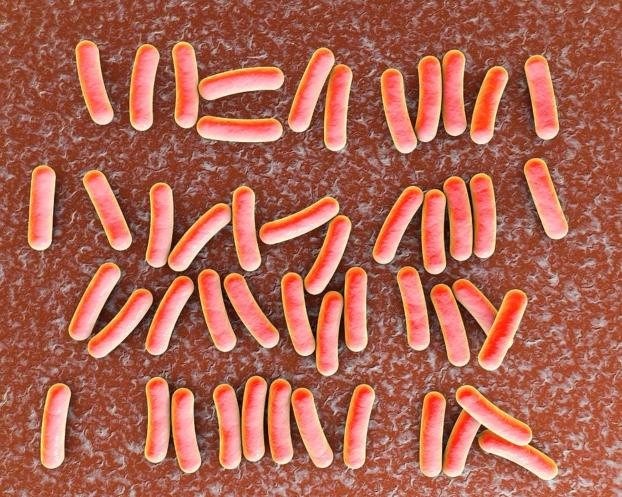 Pseudomonas Bacteria Photograph by Kateryna Kon Pseudomonas Bacteria Photograph by Kateryna Kon