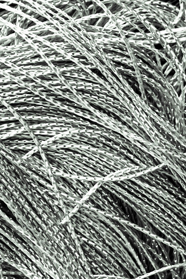 Purple string Photograph by Tom Gowanlock - Fine Art America