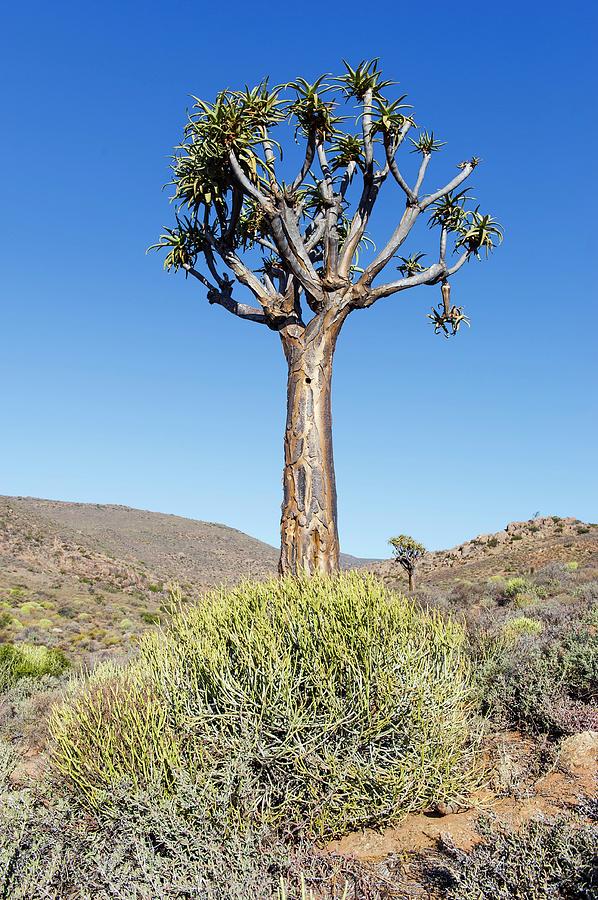 Quiver Tree #2 by Science Photo Library