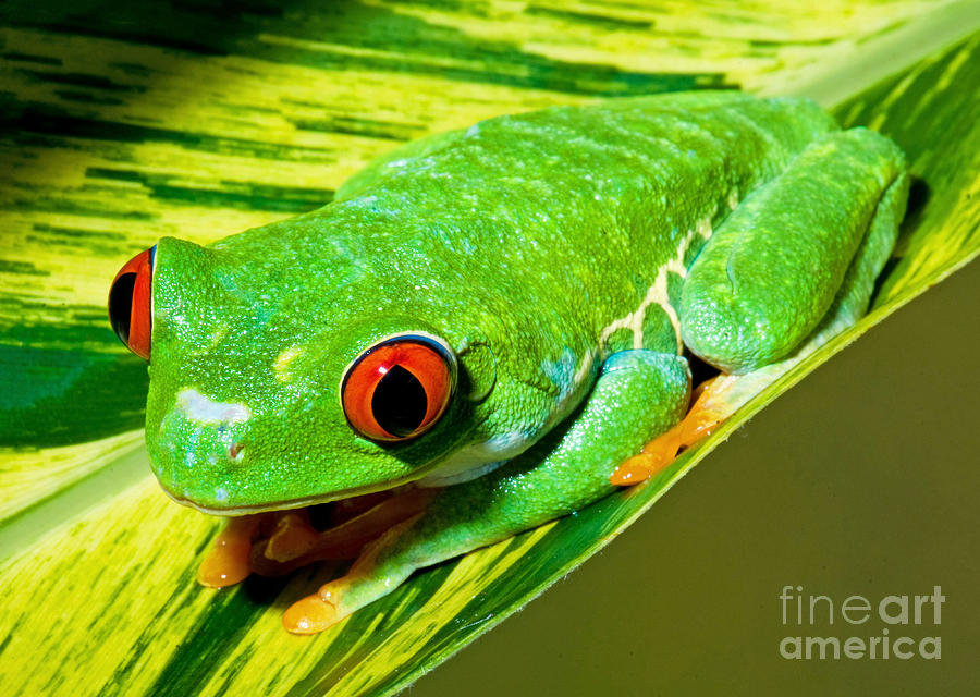 Red Eye Tree Frog Photograph by Millard H. Sharp - Pixels