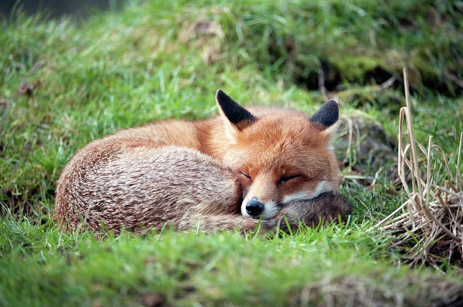 Red Fox #2 by Science Photo Library