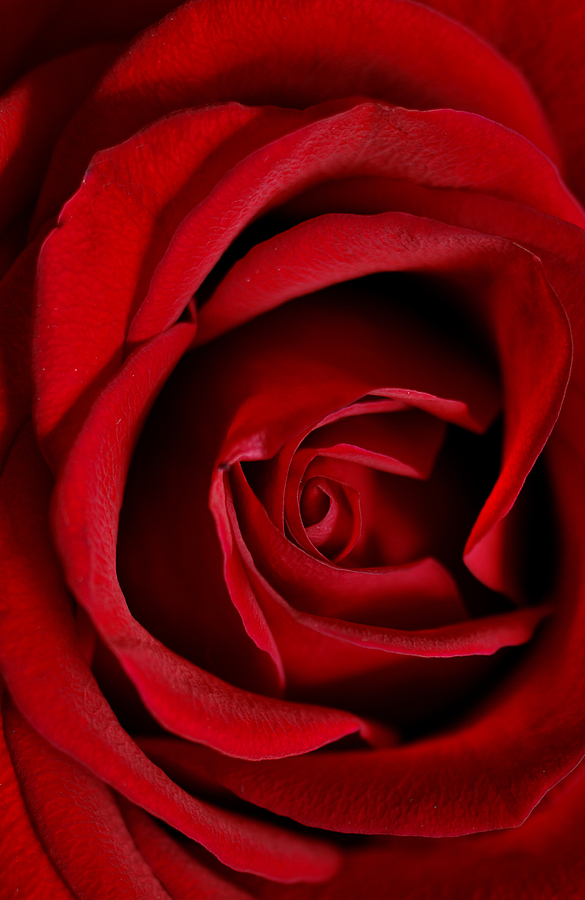 Red Rose - Vertical Photograph by Loree Johnson - Fine Art America