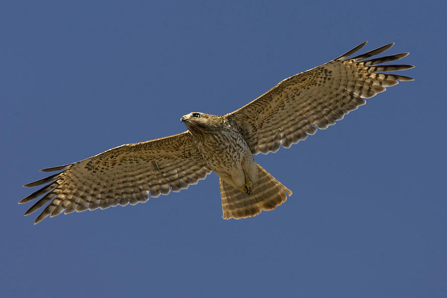 Redtail hawk Photograph by Duane Angles - Fine Art America