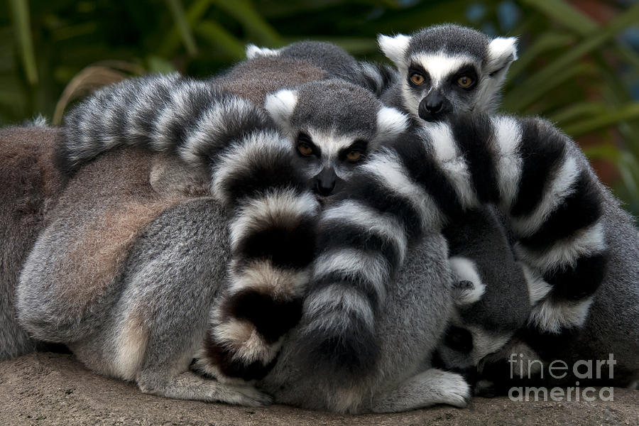 Ringtail Lemurs Photograph by Mark Newman - Fine Art America