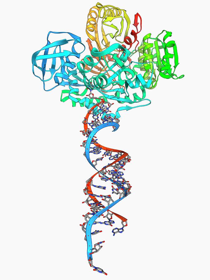 Rna-induced Silencing Complex Photograph by Laguna Design/science Photo ...