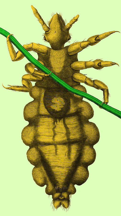 Robert Hookes Louse, 1665 Photograph by Science Source | Fine Art America